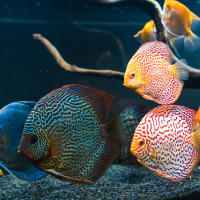 Ako chrániť psie labky v zime?